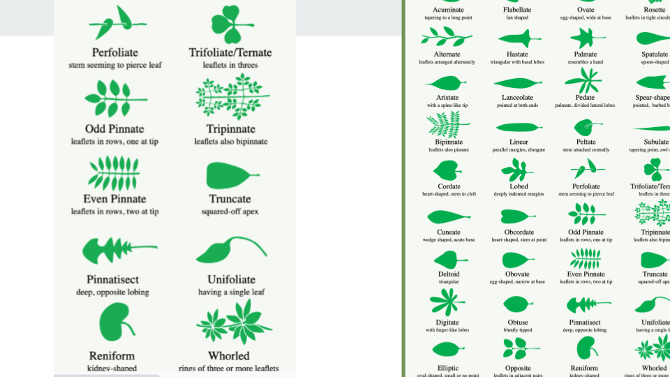 Hyperbolic Geometry of DMT Experiences copy 5 | Qualia Computing